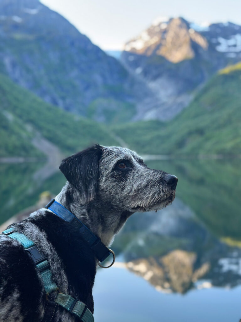 An easy guide to taking your dog to Europe - Liv to Explore